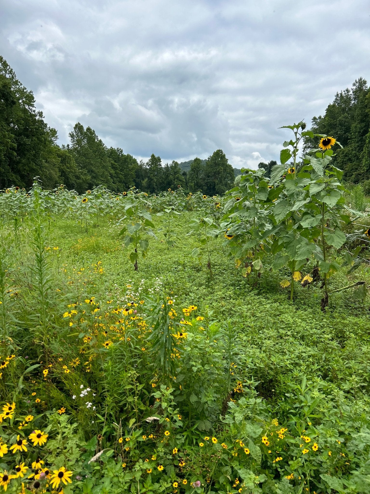 Hopi Black Sunflower Seeds – The Lesser Bear